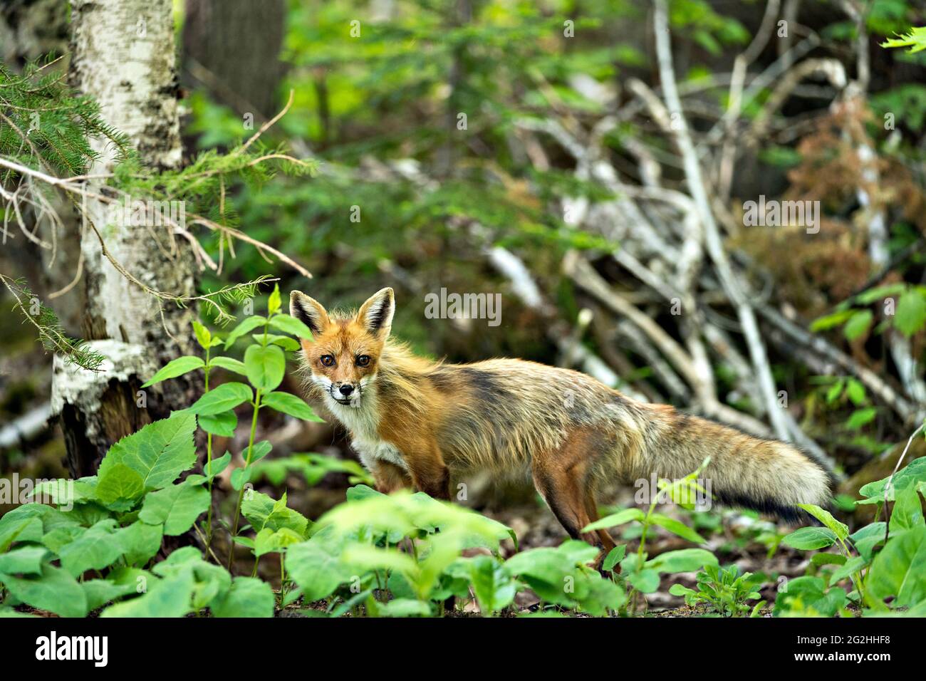 Red Fox close-up profile side view in the forest with foliage and ...