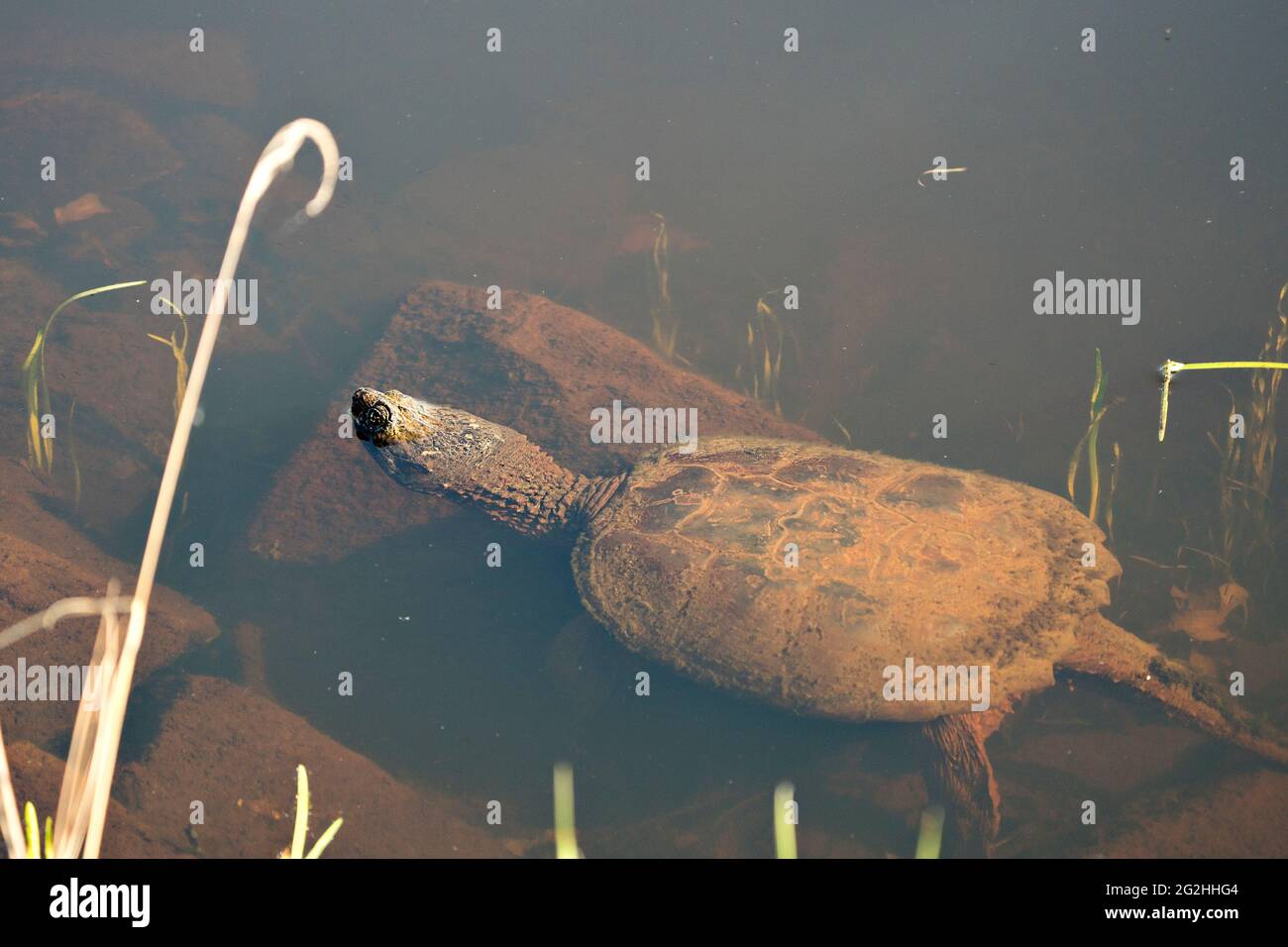Snapping Turtle in the foggy water displaying long neck, head, turtle ...