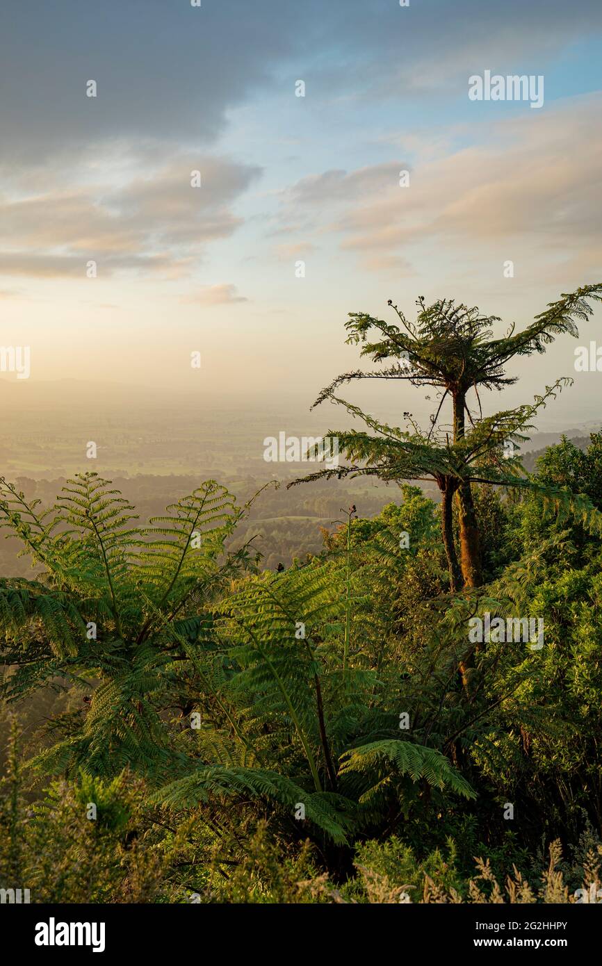 View of Kaimai-Mamaku Forest Park and Great Plain, Waikato District ...