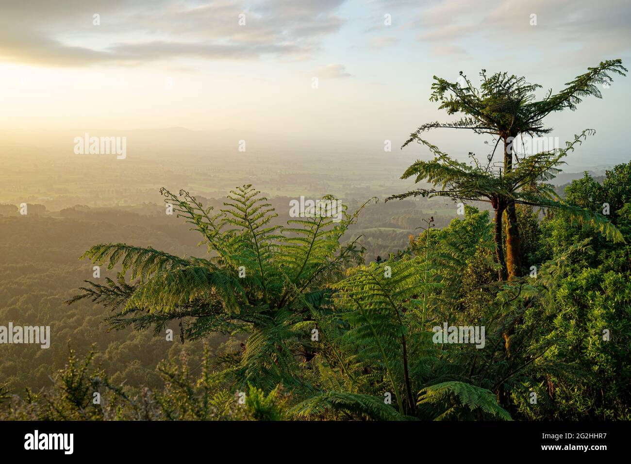 Kaimai mamaku forest hi-res stock photography and images - Alamy