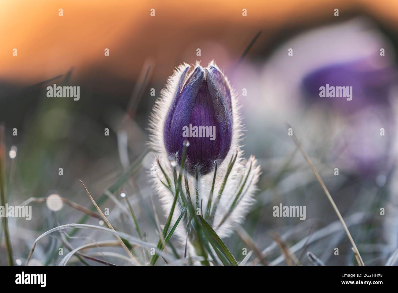 Common Pasque Flower, Pasque Flower, Pulsatilla vulgaris, Swabian Alb ...