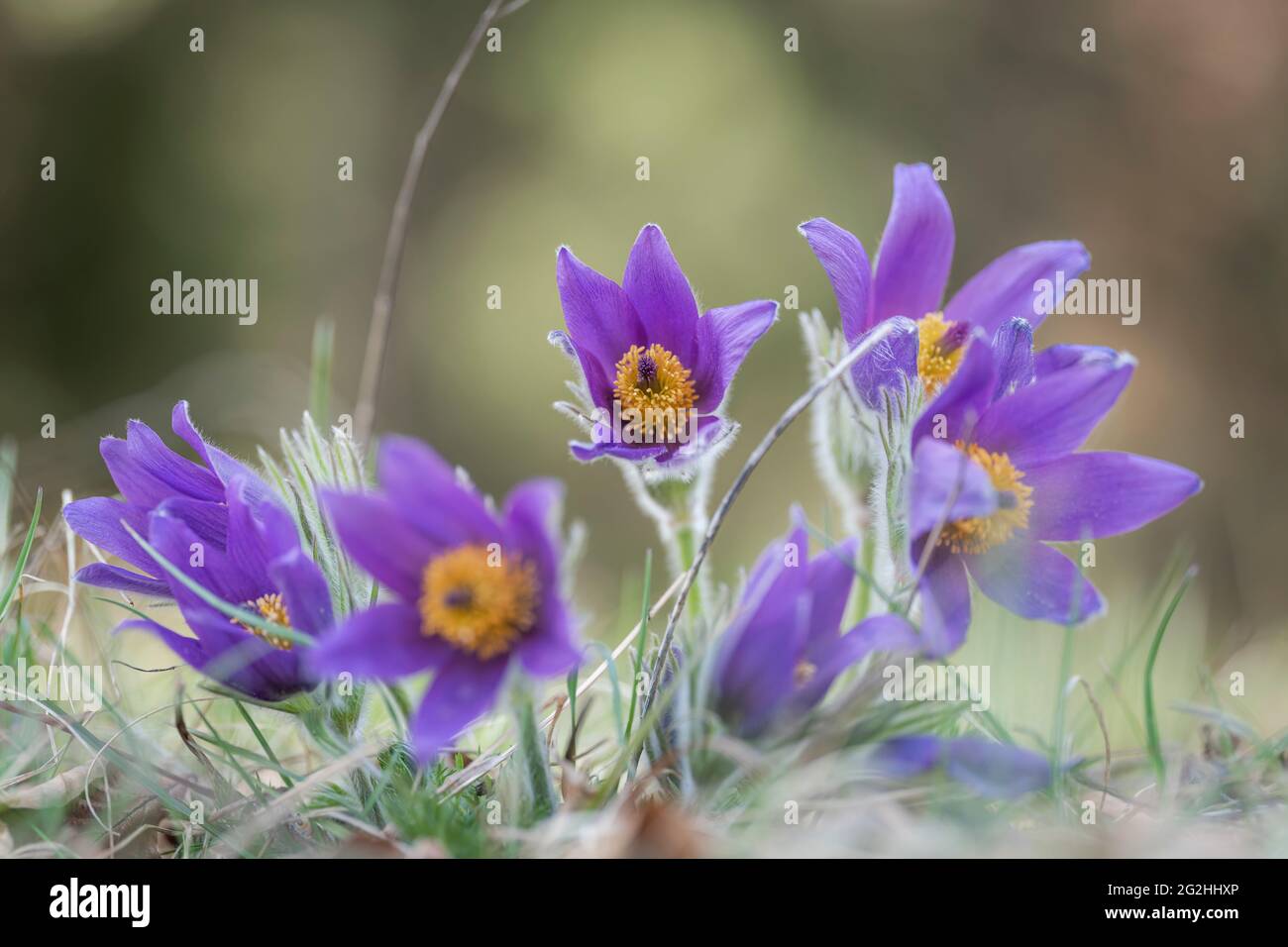 Common Pasque Flower, Pasque Flower, Pulsatilla vulgaris, Swabian Alb ...