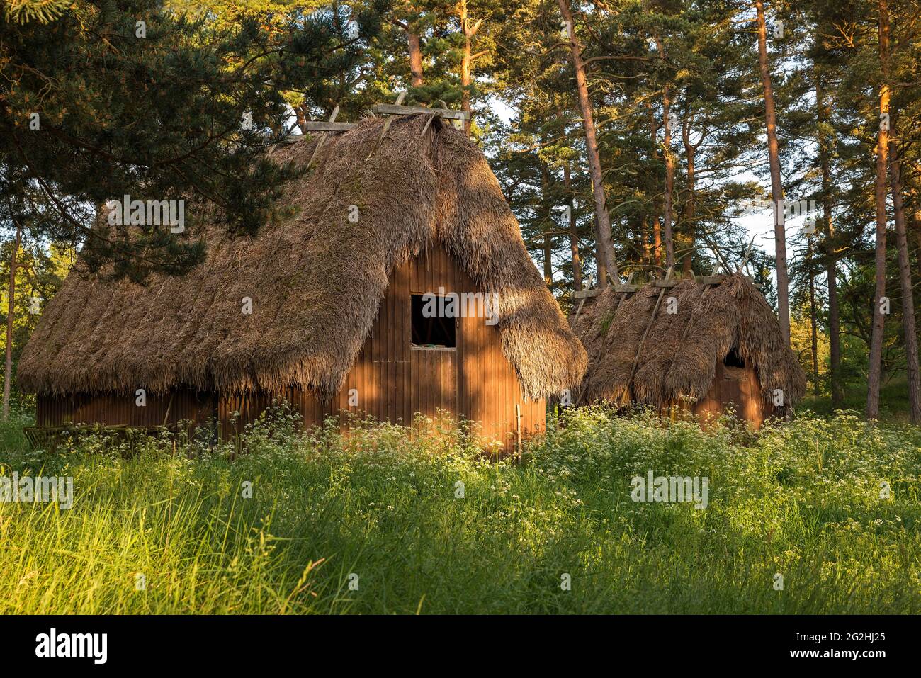 thatched sheep huts in the forest, Sweden, Farö island Stock Photo - Alamy