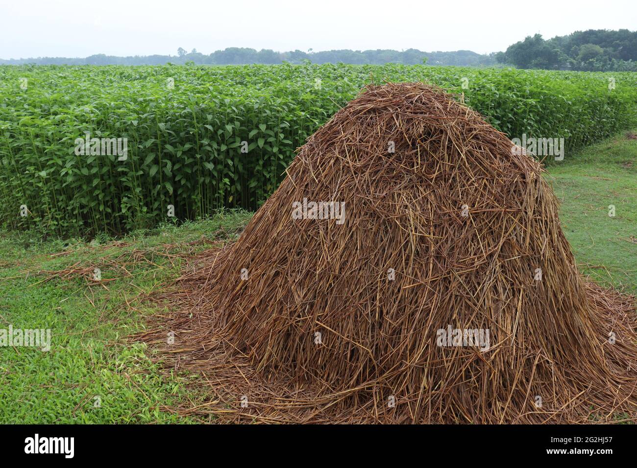 dry paddy tree stock on field for cow food with jute farm Stock Photo ...