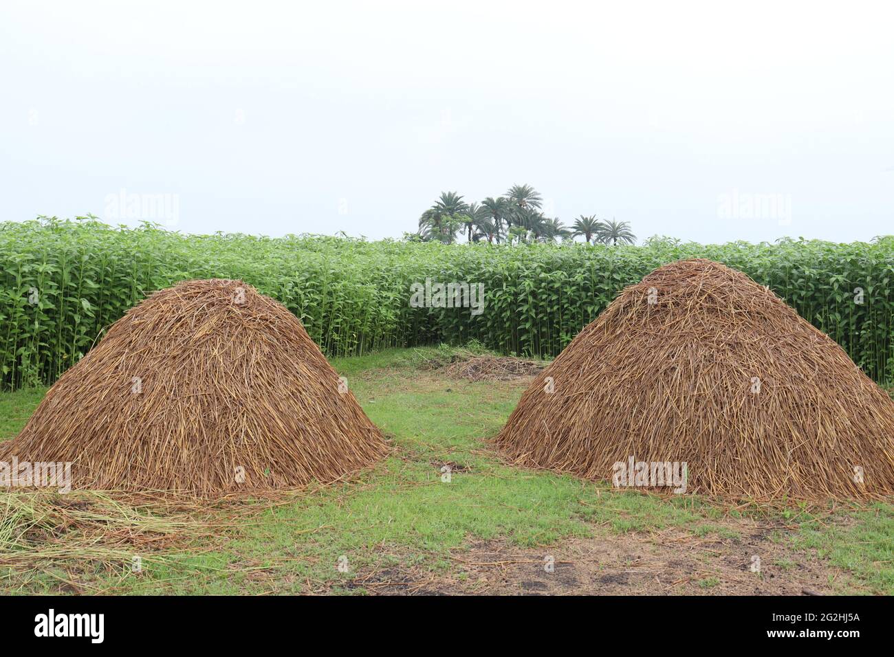 dry paddy tree stock on field for cow food with jute farm Stock Photo ...