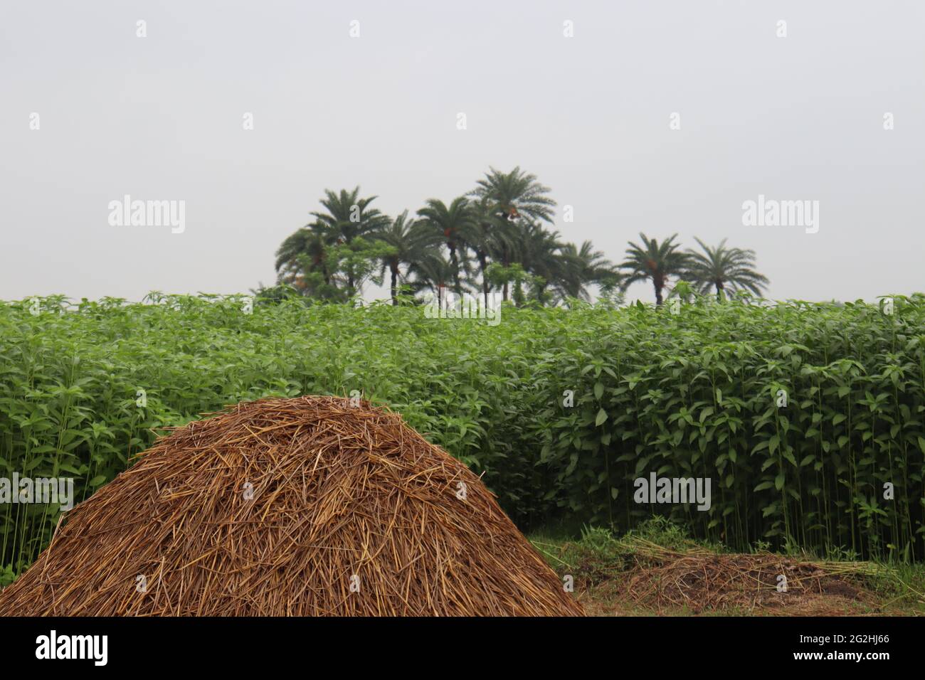 dry paddy tree stock on field for cow food with jute farm Stock Photo ...