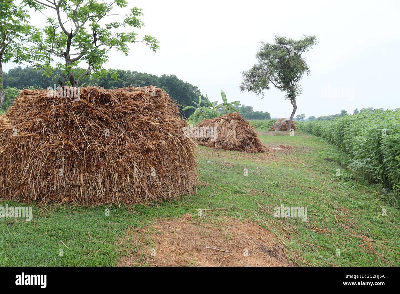 dry paddy tree stock on field for cow food Stock Photo - Alamy