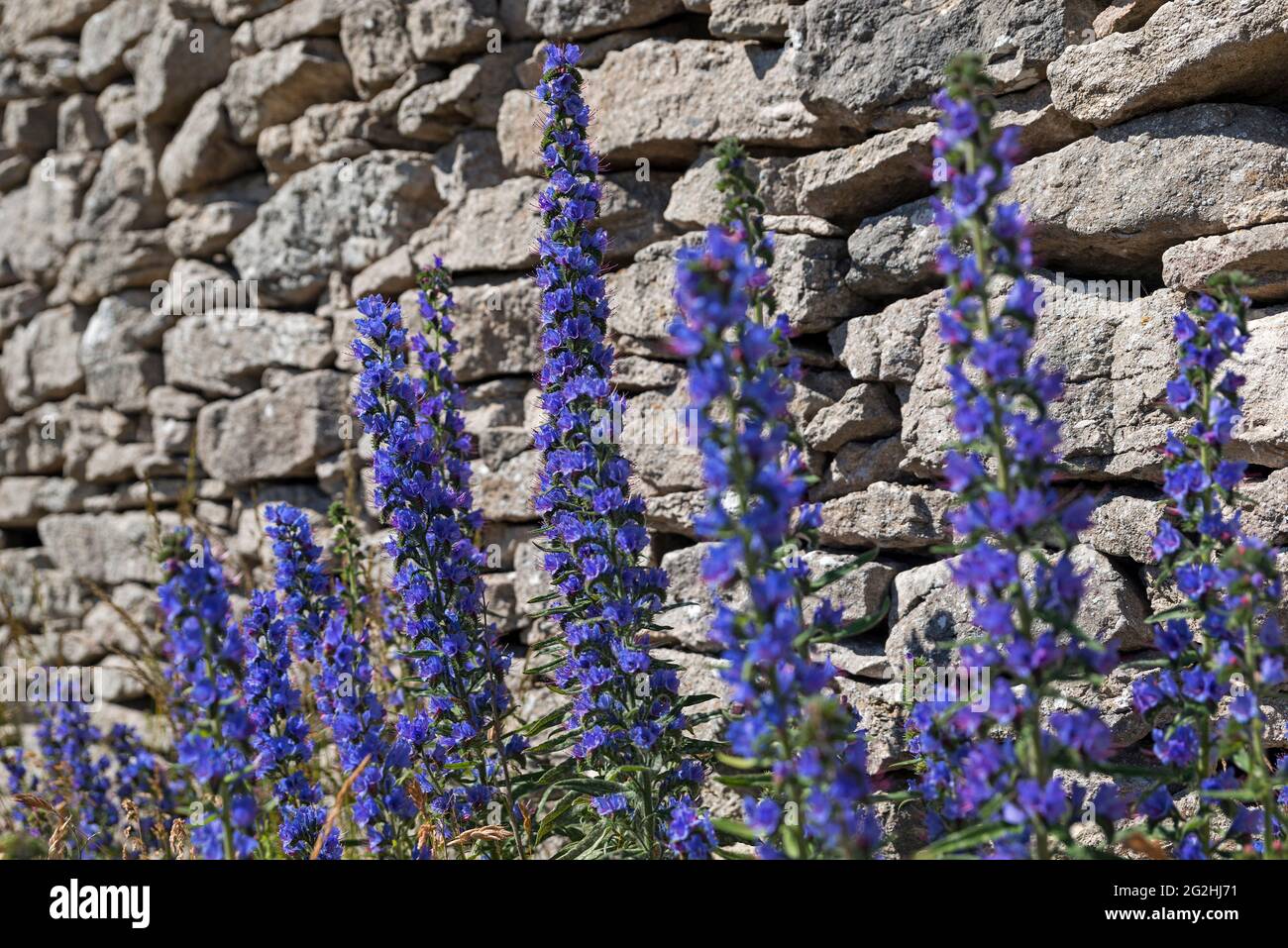 Flowering adder head on a stone wall hi-res stock photography and ...
