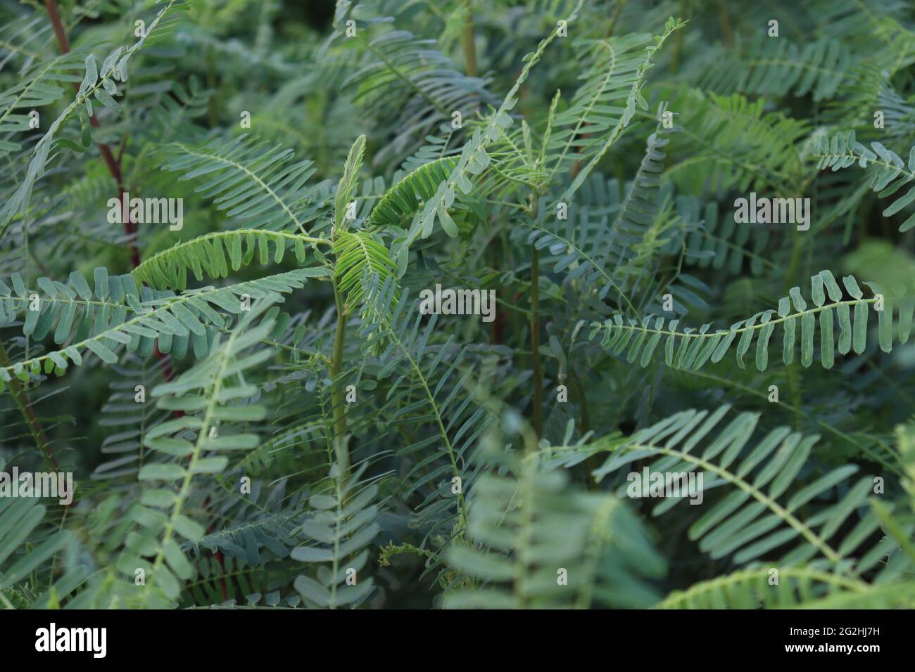 green colored dhaincha tree plant on field for harvest Stock Photo - Alamy