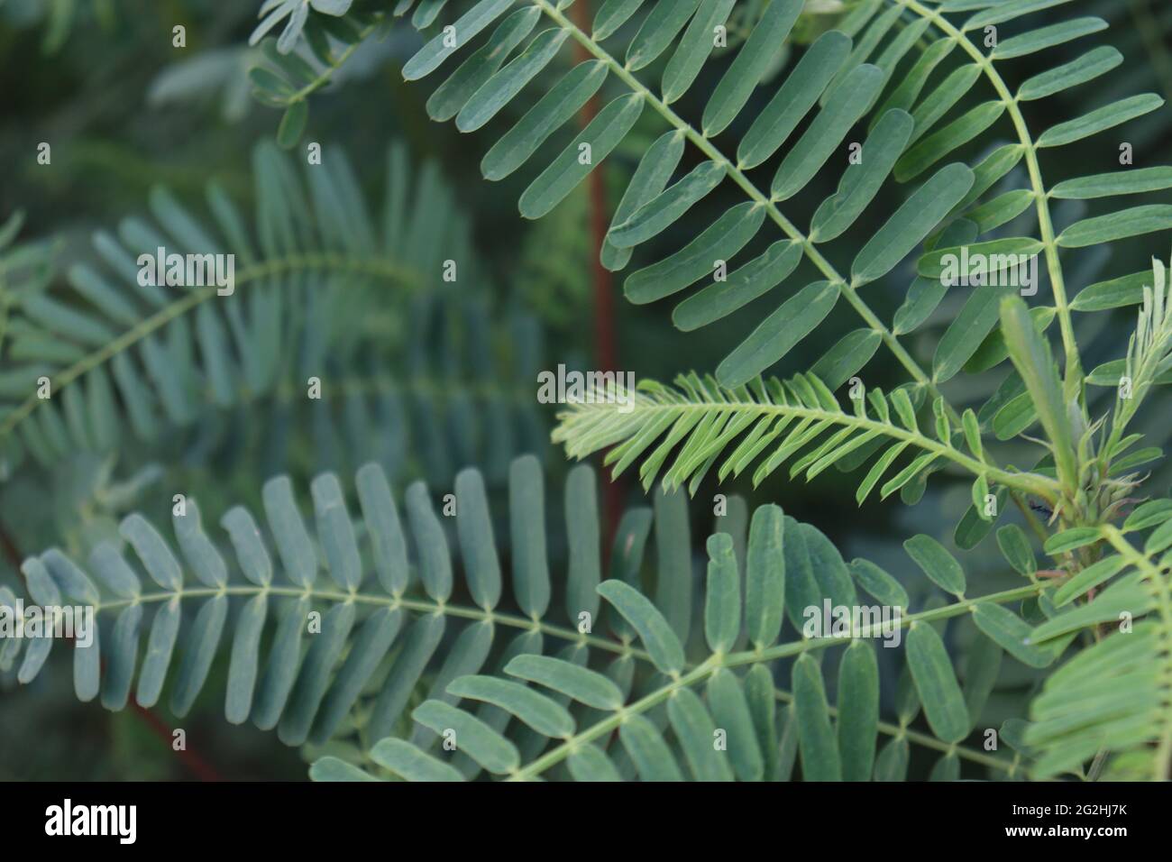 Dhaincha hi-res stock photography and images - Alamy