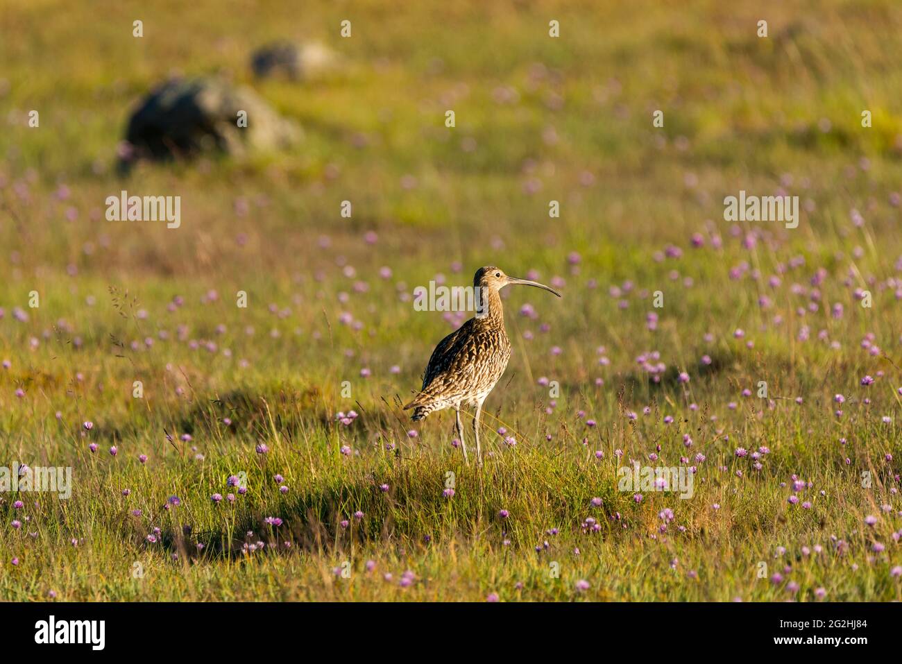 Curlew island hi-res stock photography and images - Alamy