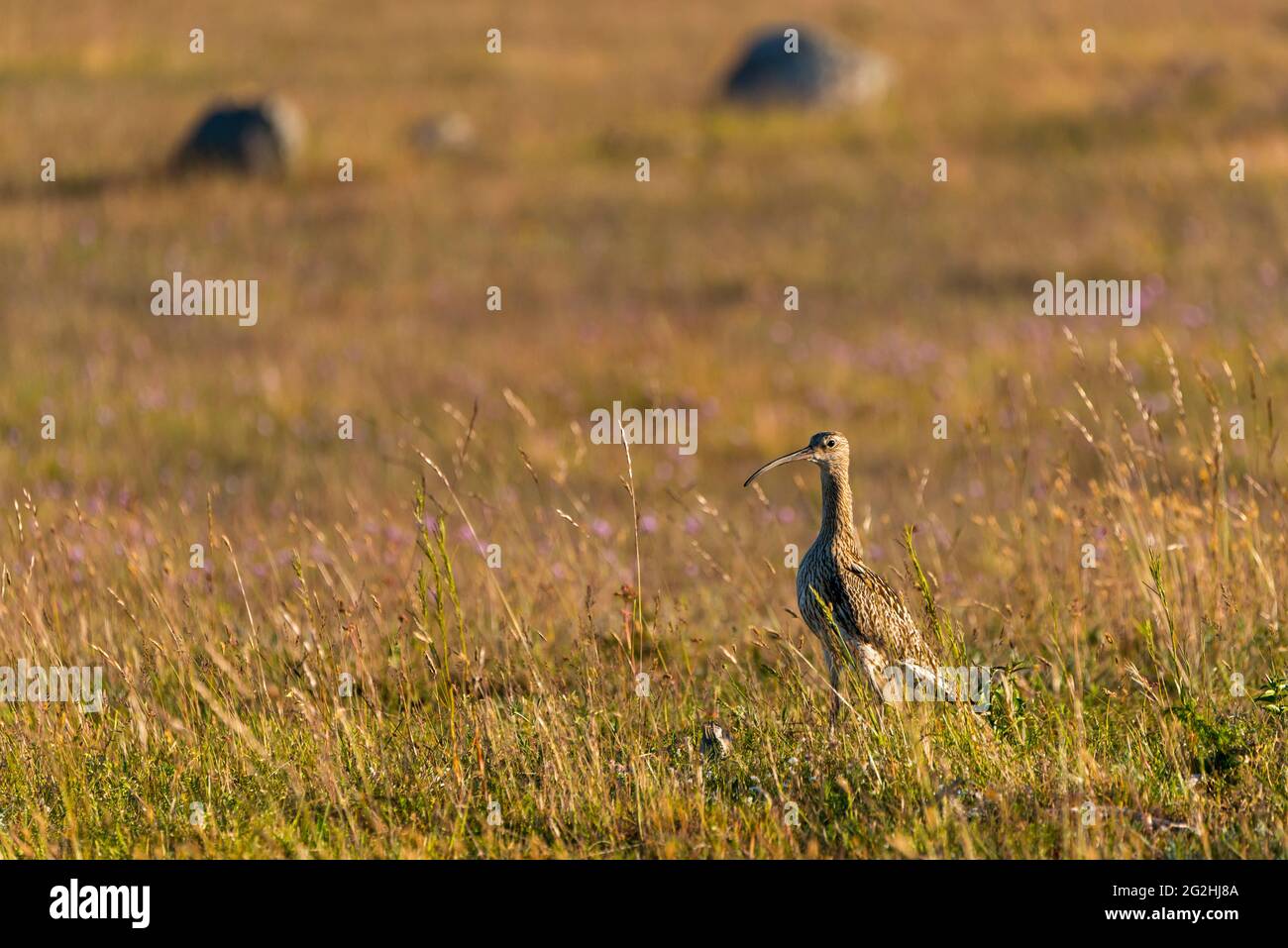 Curlew, Sweden, Farö island Stock Photo - Alamy