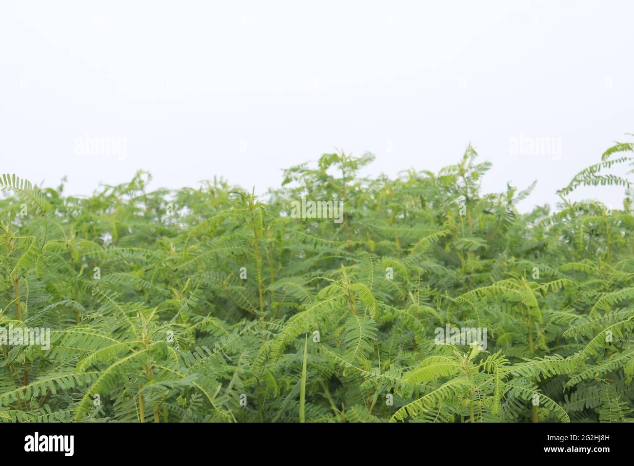 Dhaincha hi-res stock photography and images - Alamy