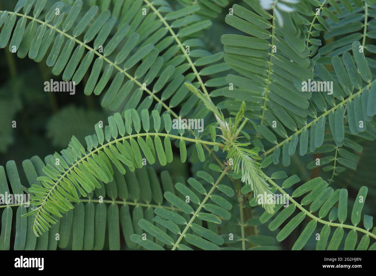 green colored dhaincha tree plant on field for harvest Stock Photo - Alamy