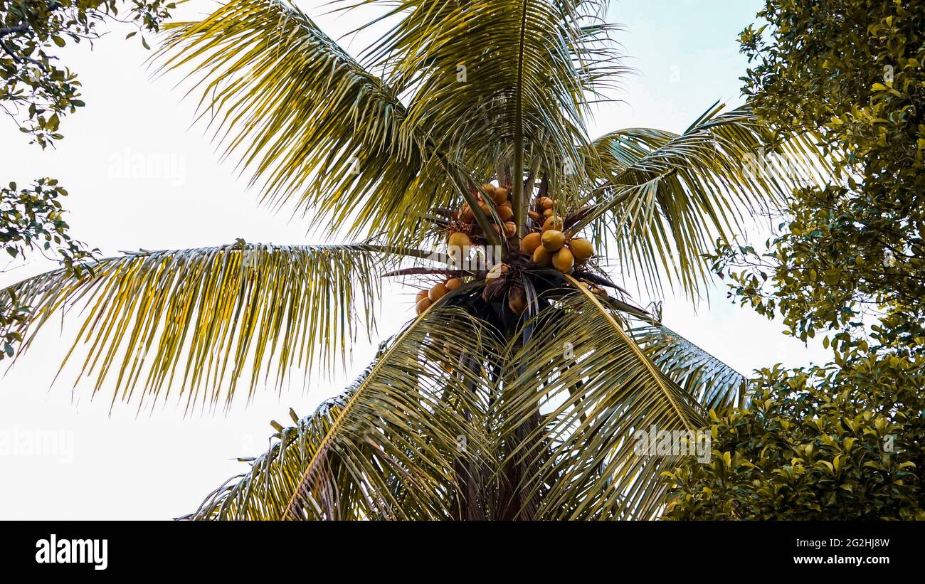 Fresh tropical fruits Stock Photo - Alamy