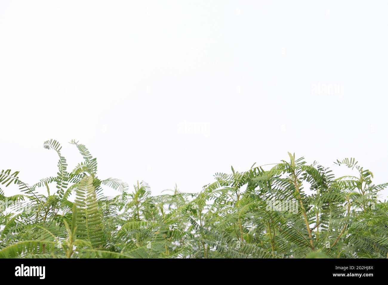 green colored dhaincha tree plant on field for harvest Stock Photo - Alamy