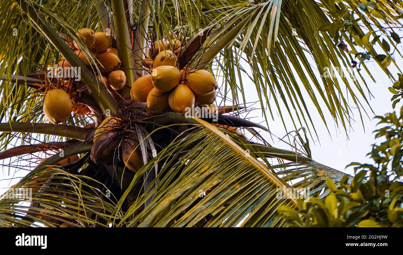 Fresh tropical fruits Stock Photo - Alamy