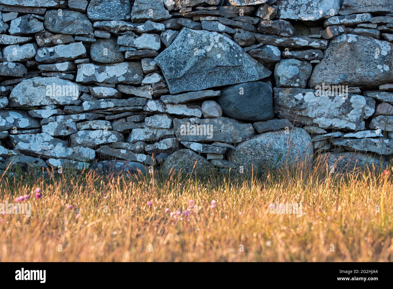 Stone wall with lichen, Sweden, Farö island Stock Photo - Alamy