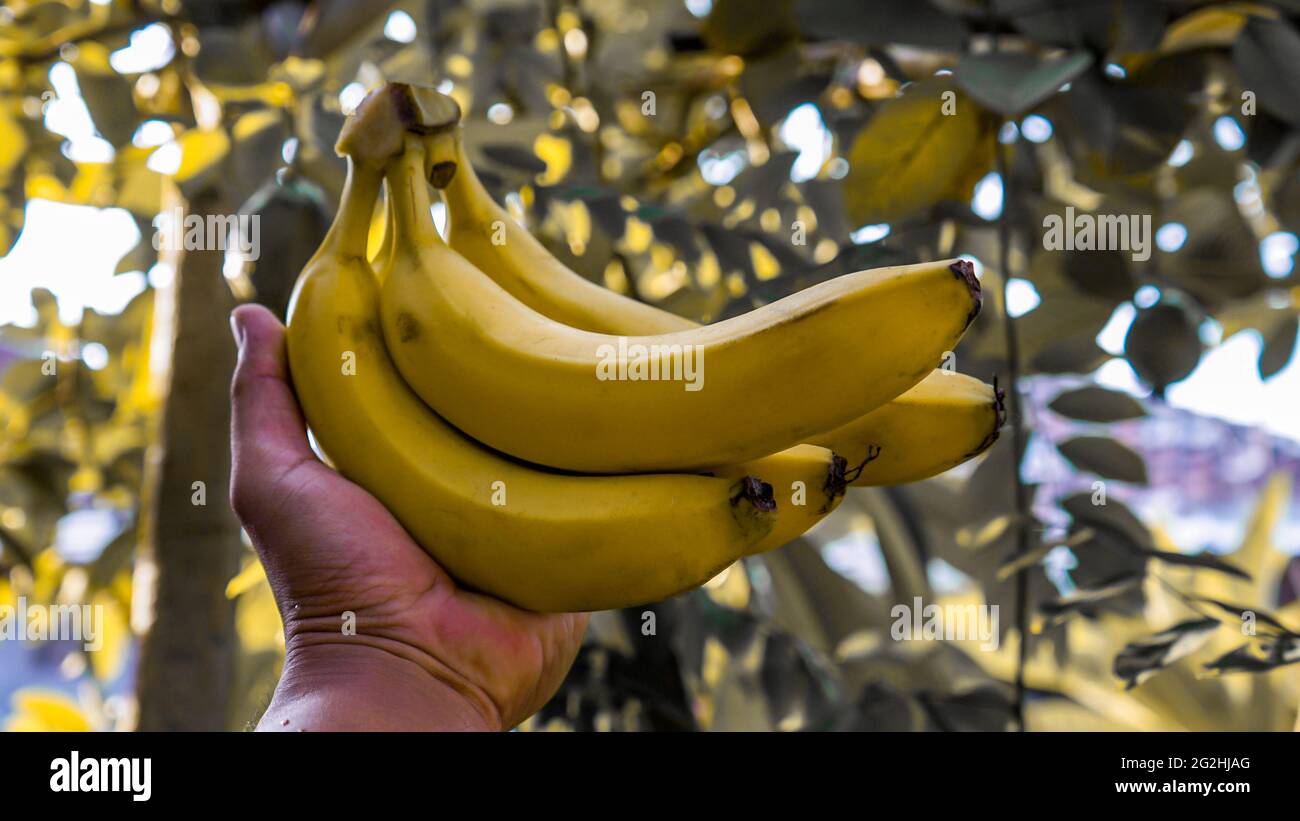 Fresh tropical fruits Stock Photo - Alamy