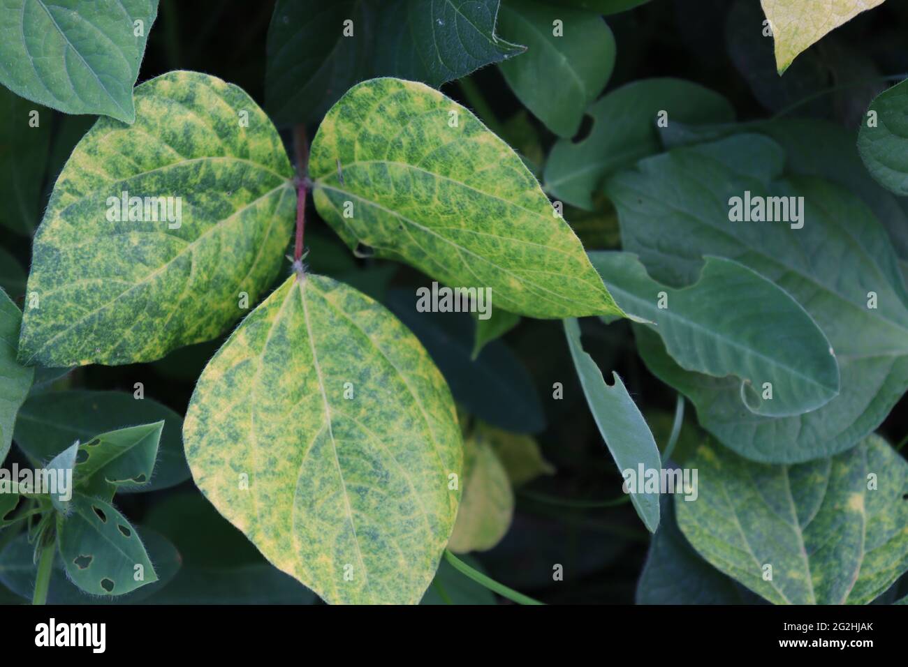 Vigna mungo leaf hi-res stock photography and images - Alamy