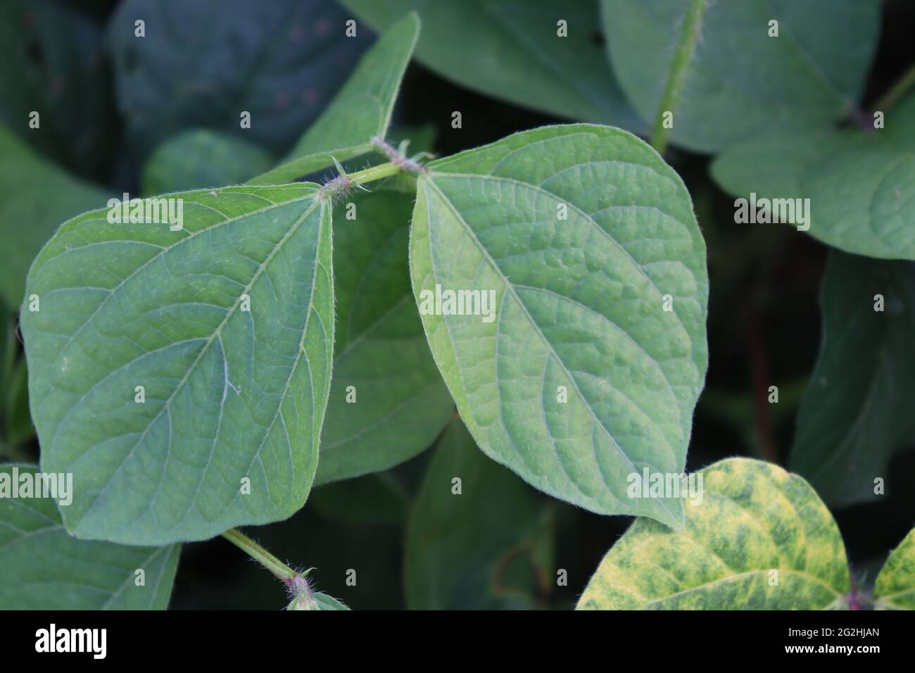 vigna mungo farm in the field for harvest Stock Photo - Alamy