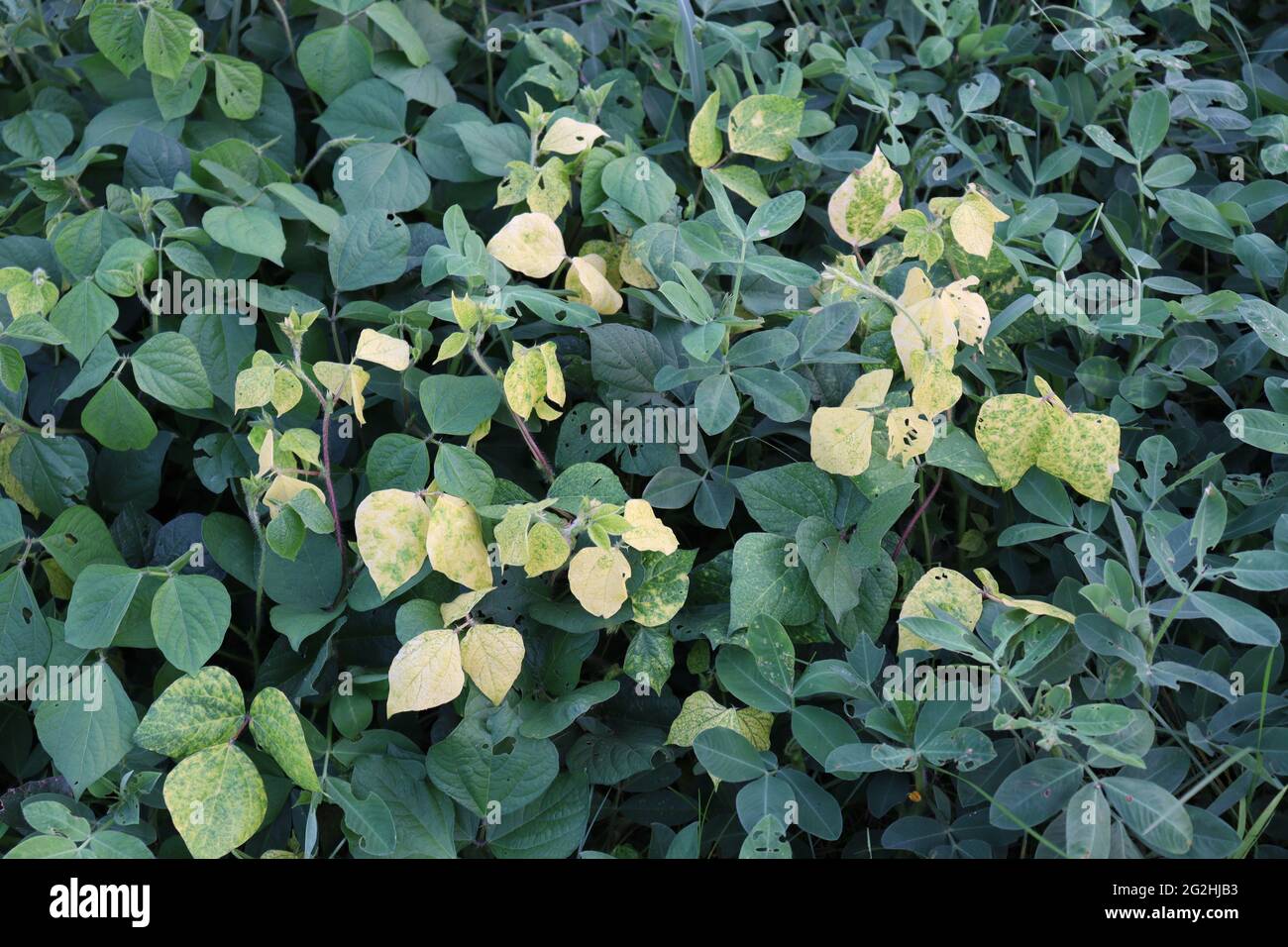 Vigna mungo leaf hi-res stock photography and images - Alamy