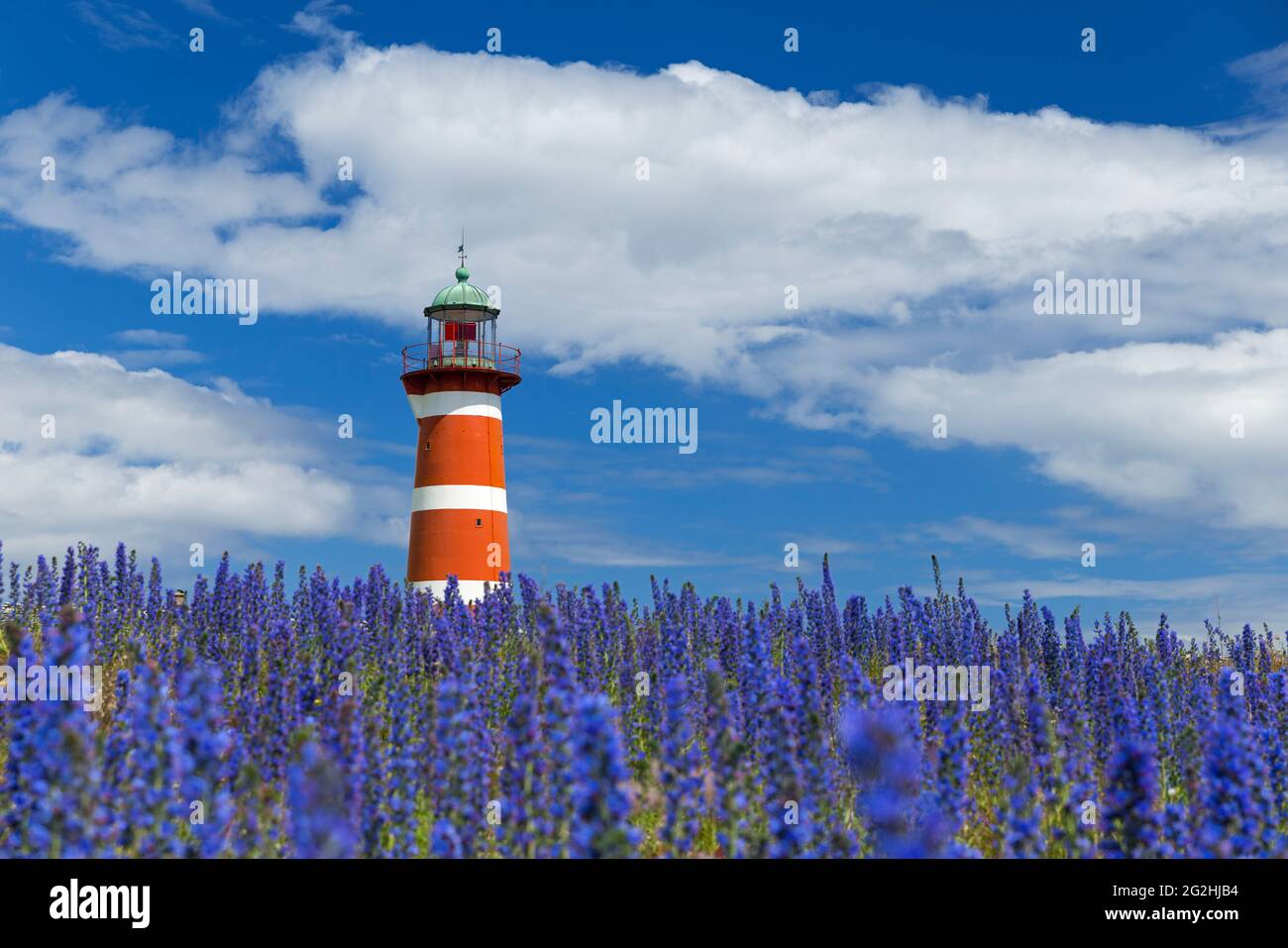 När lighthouse between the blue blooming viper head, Närsholmen ...