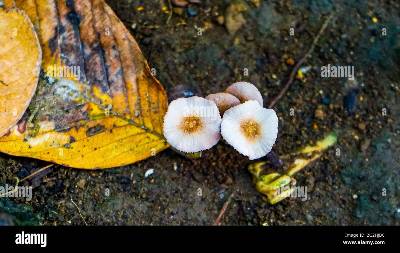 Fresh tropical fruits Stock Photo - Alamy