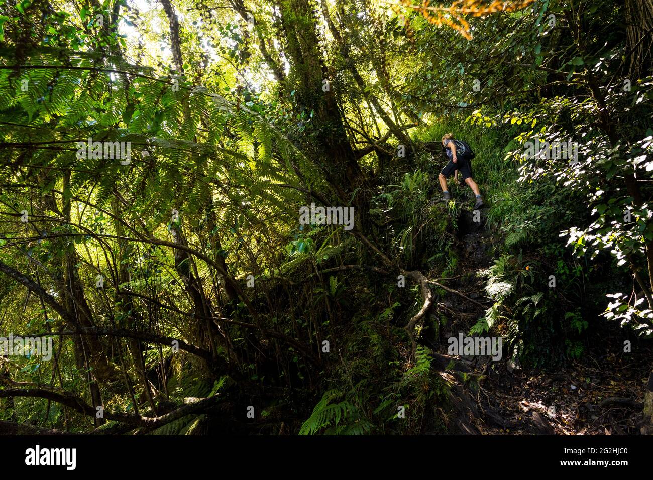 Hike to Mount Fox 1,021m over a steep climb through the jungle to a ...