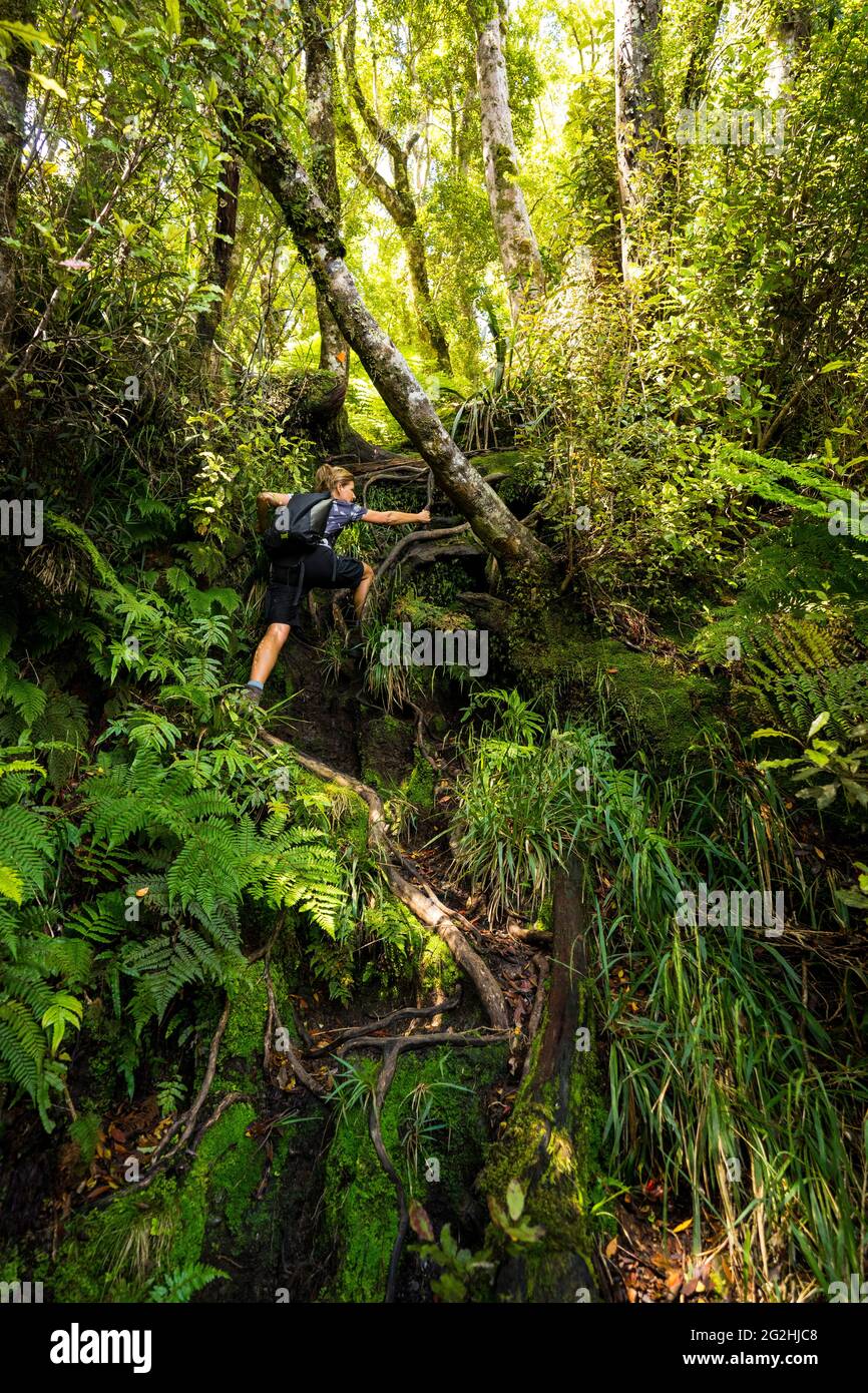 Hike to Mount Fox 1,021m over a steep climb through the jungle to a ...