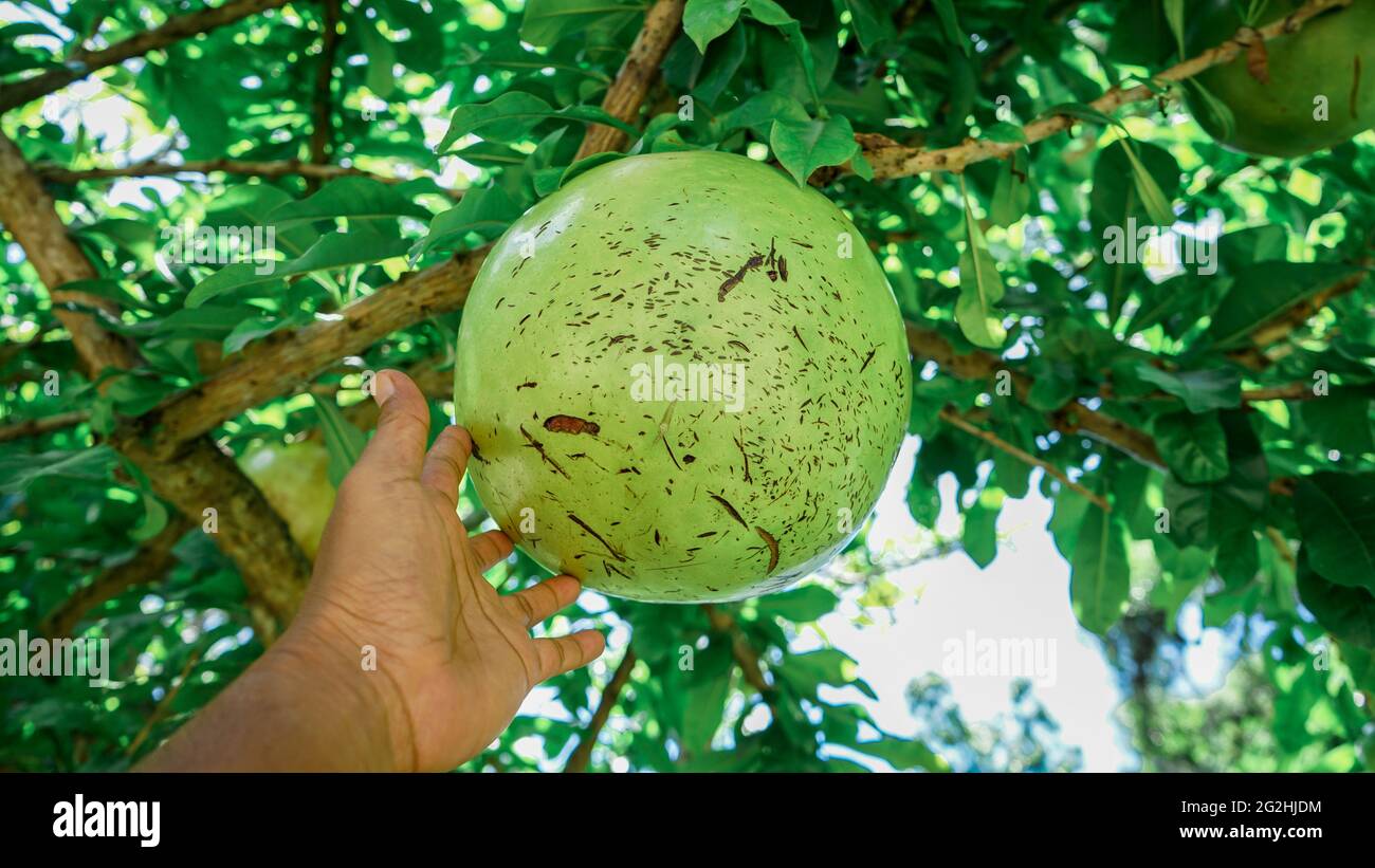 Fresh tropical fruits Stock Photo - Alamy
