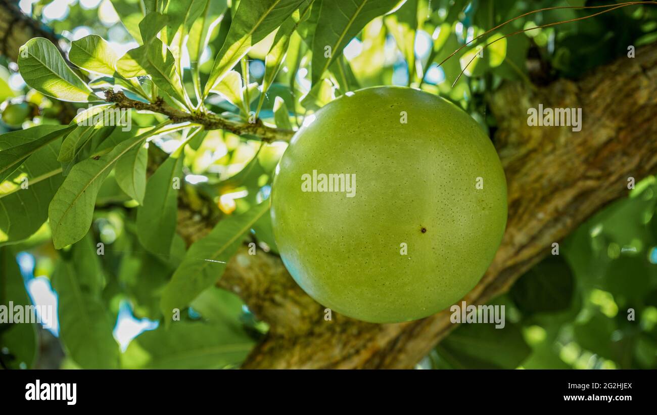 Fresh tropical fruits Stock Photo - Alamy