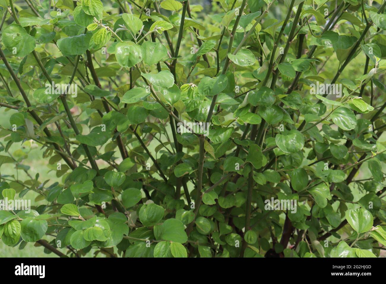 green colored jujube tree on farm for harvest in the field Stock Photo ...