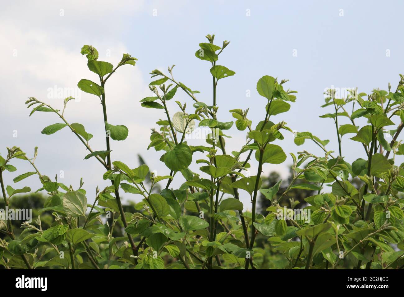Jujube farm hi-res stock photography and images - Alamy