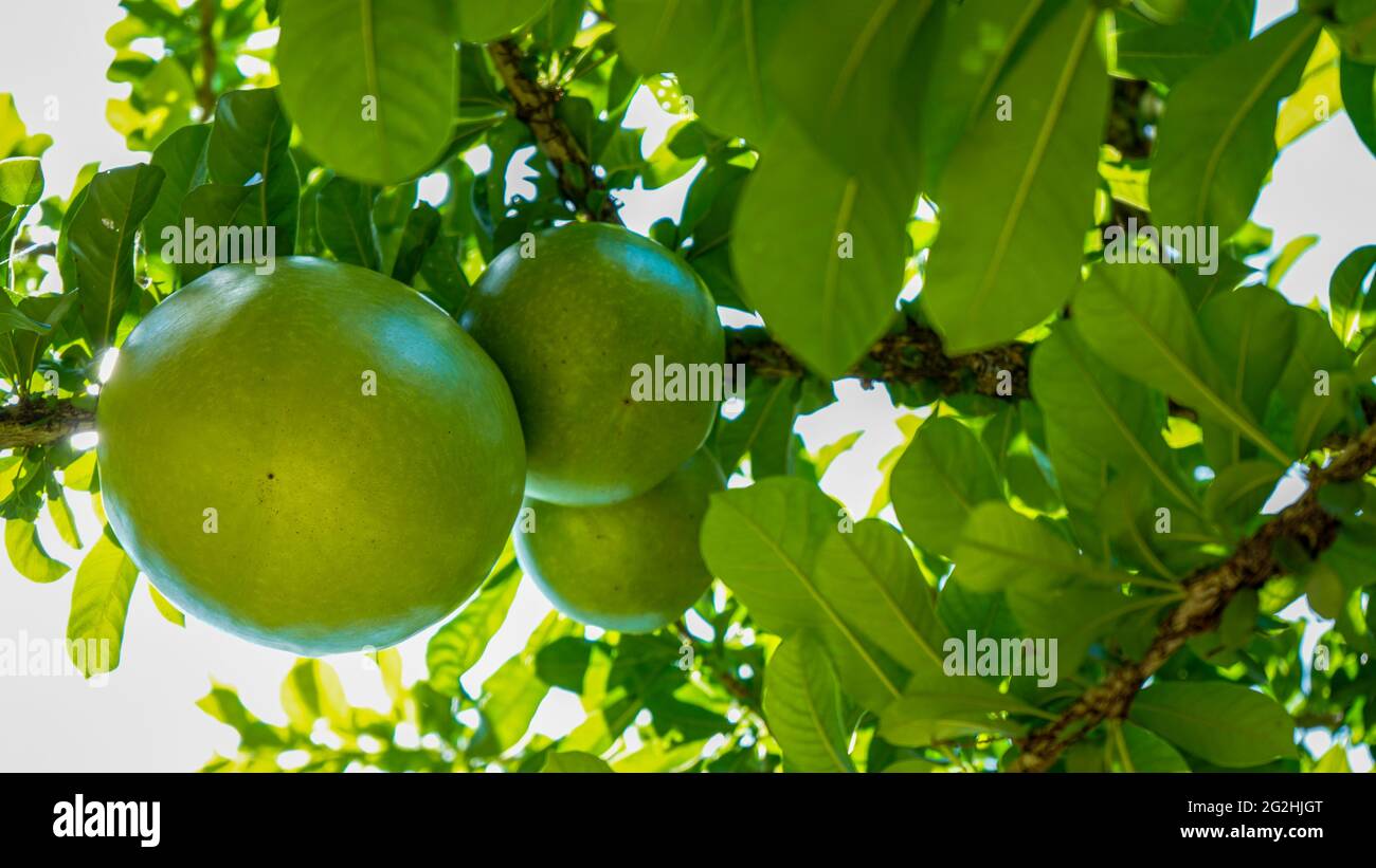 Fresh tropical fruits Stock Photo - Alamy