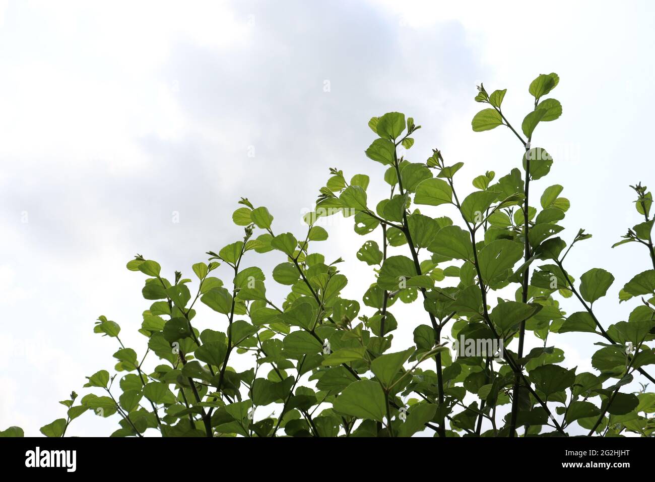 green colored jujube tree on farm for harvest in the field Stock Photo ...