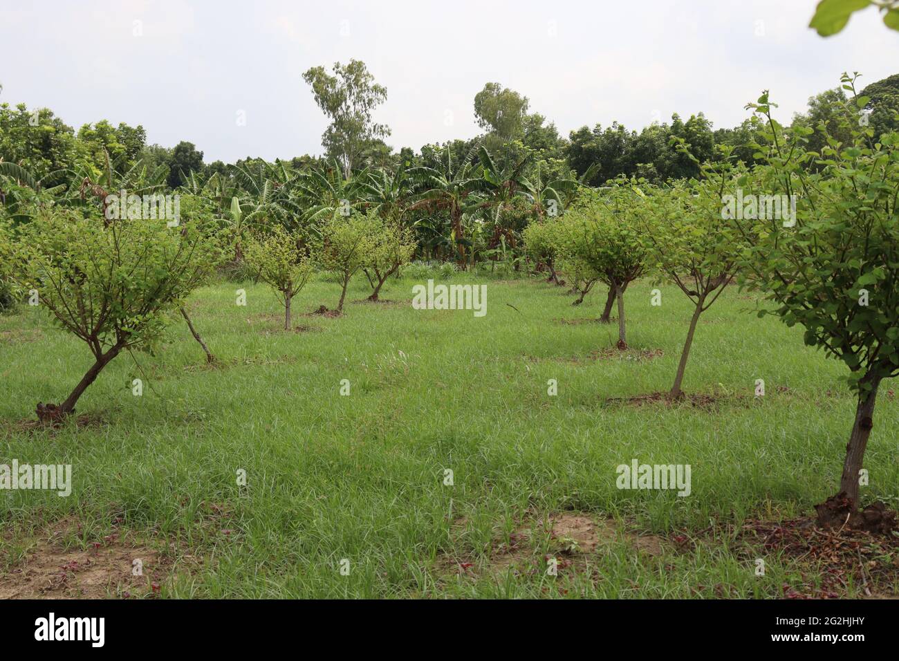 green colored jujube tree on farm for harvest in the field Stock Photo ...