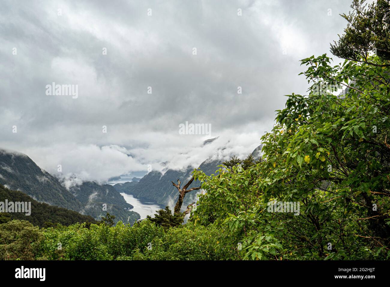 Primeval forest on Doubtful Sound, South Island, New Zealand Stock ...