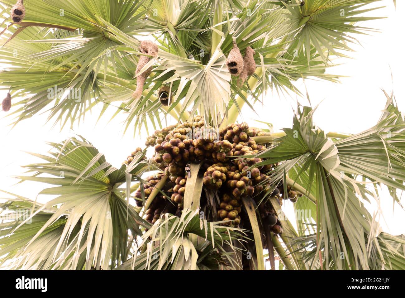 Palmyra palm fruit juice hi-res stock photography and images - Alamy