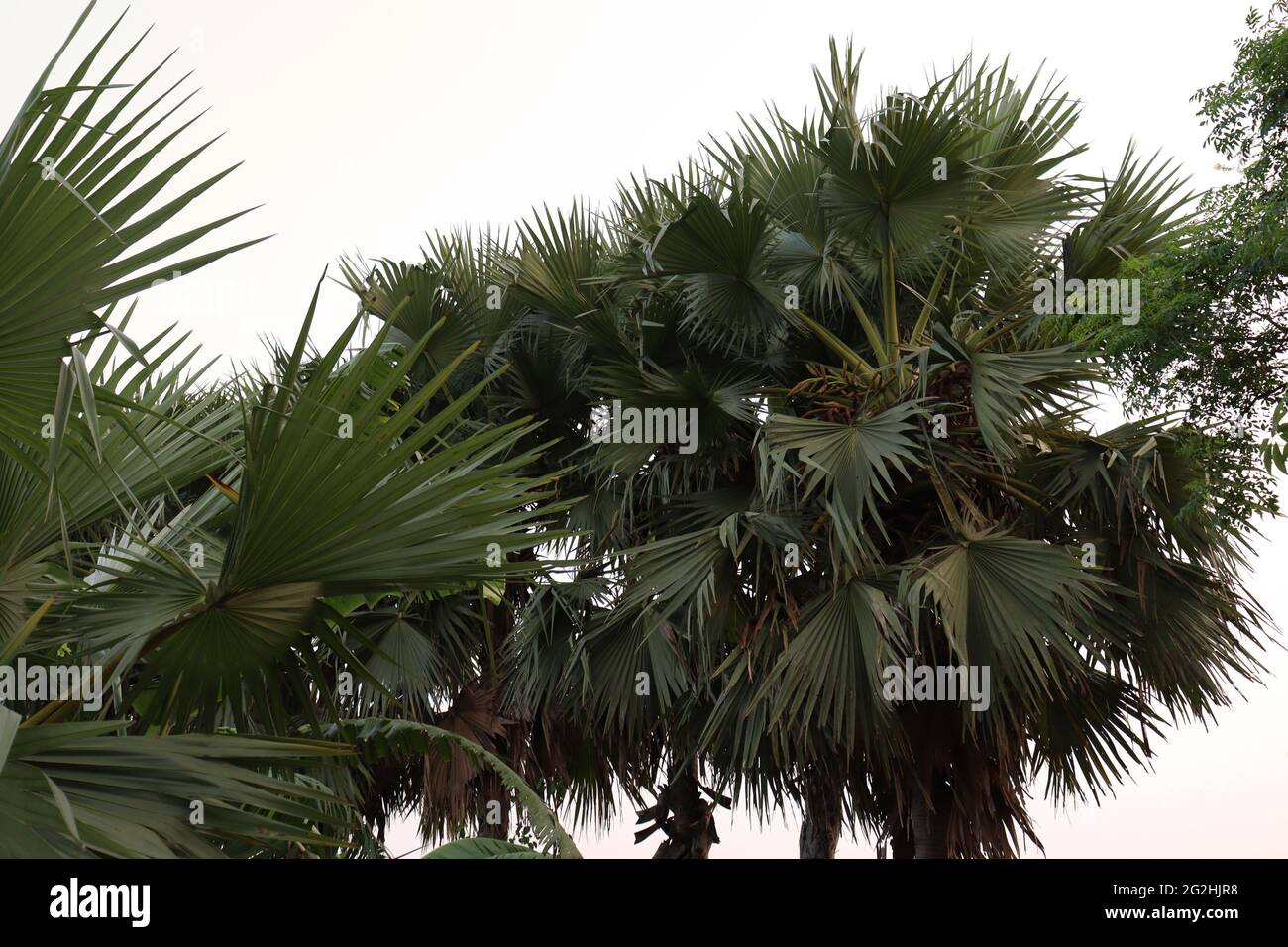 Palmyra palm fruit juice hi-res stock photography and images - Alamy