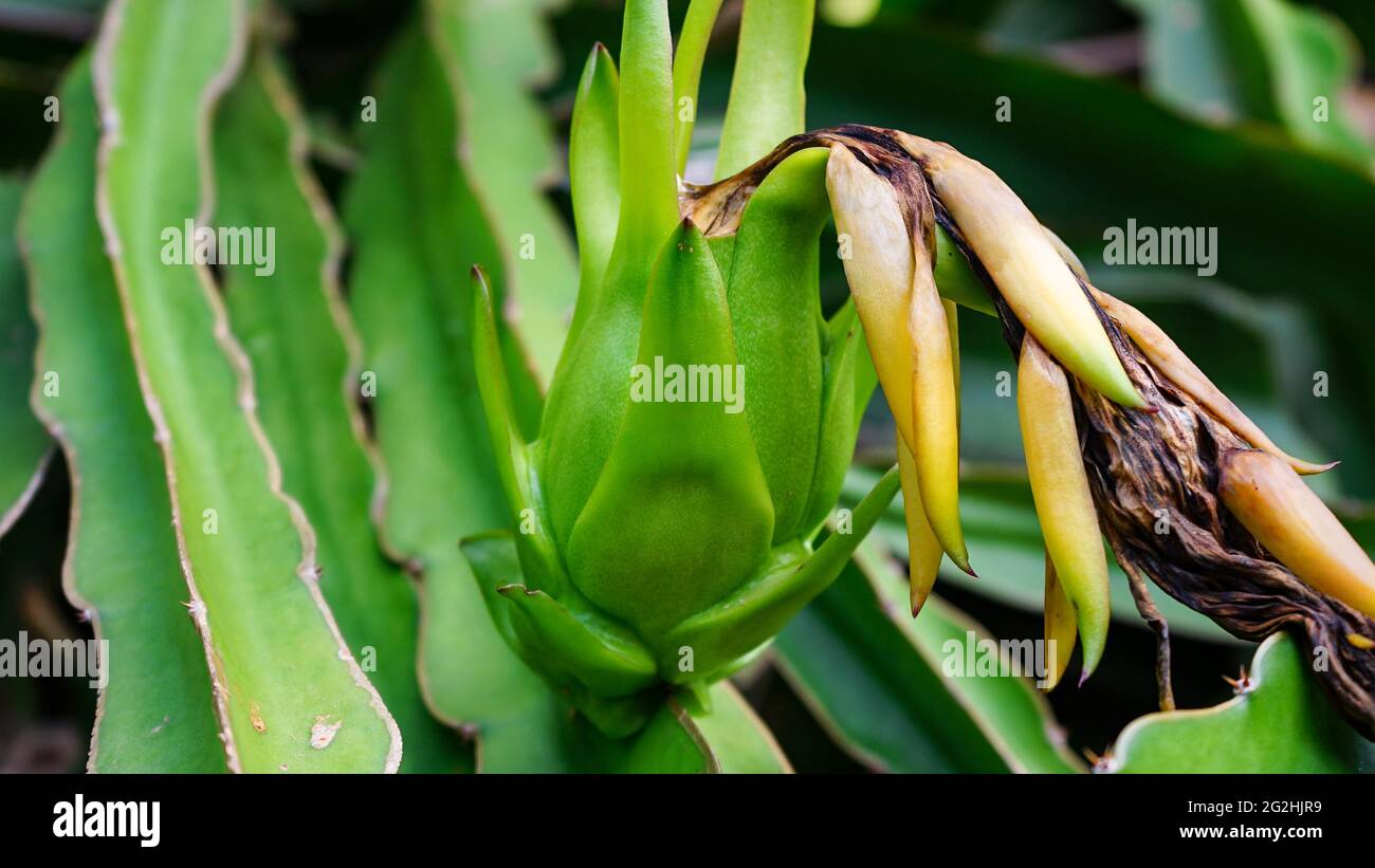 Fresh tropical fruits Stock Photo - Alamy