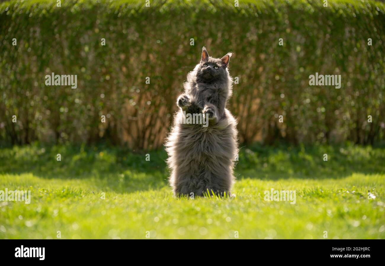 playful overweight gray maine coon cat rearing up standing on hind legs ...