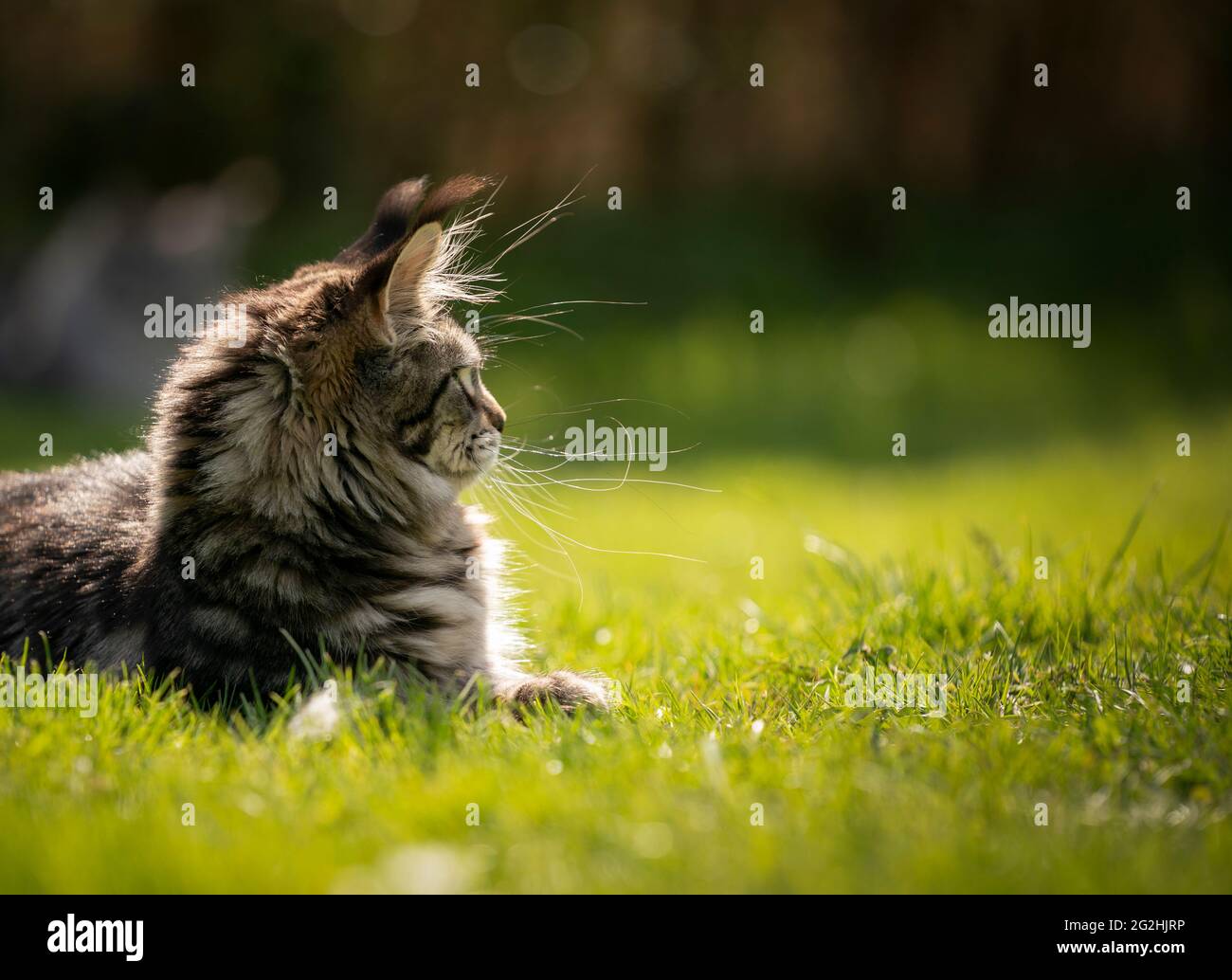side view profile of a beautiful maine coon cat with long ear tufts and ...