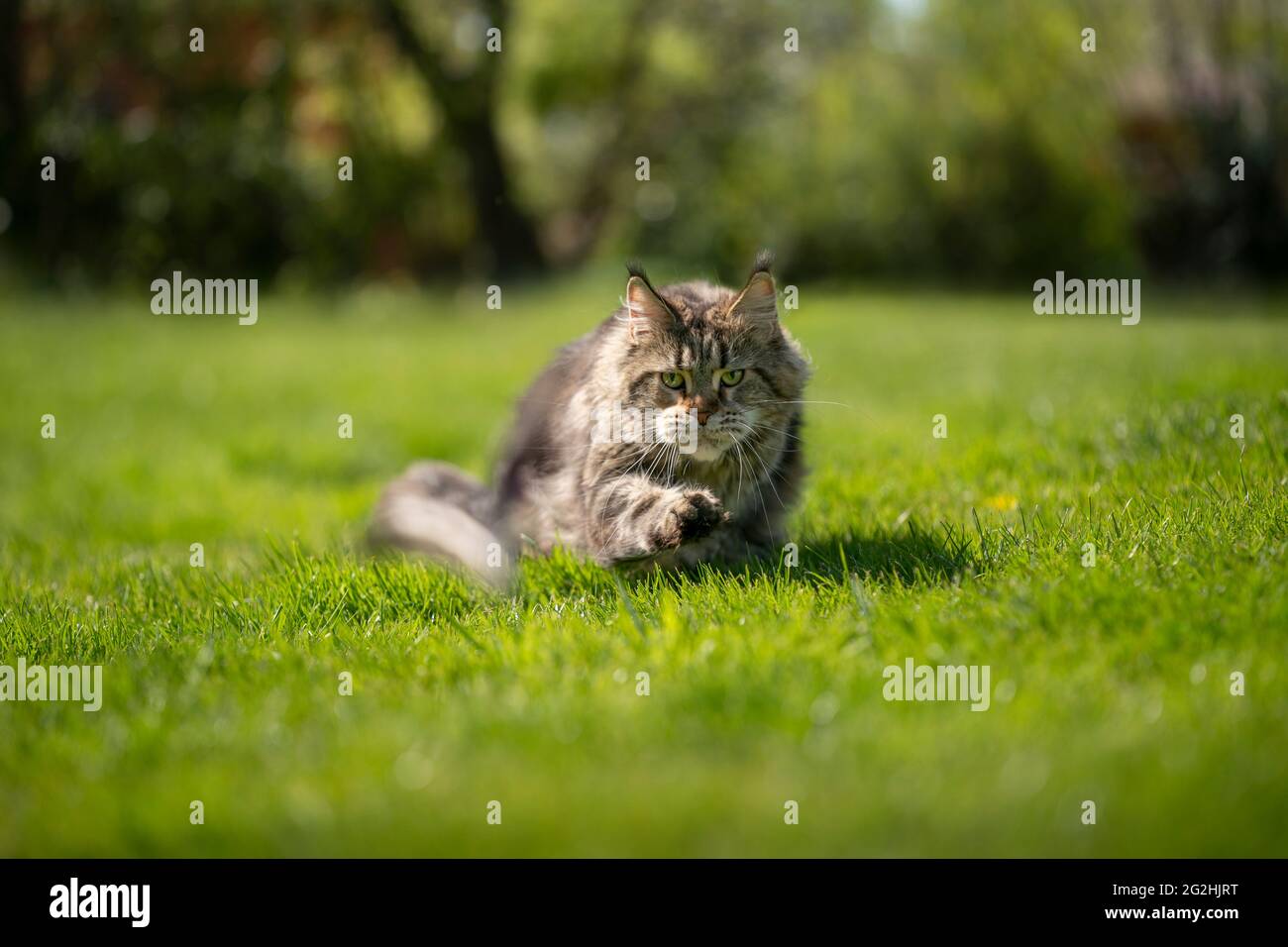 tabby maine coon cat on the prowl hunting looking at camera outdoors on ...