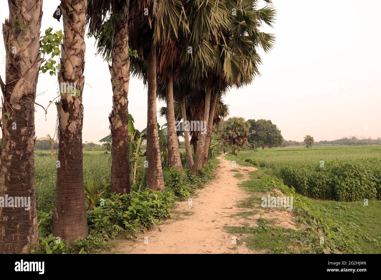 Palmyra fruit hi-res stock photography and images - Alamy