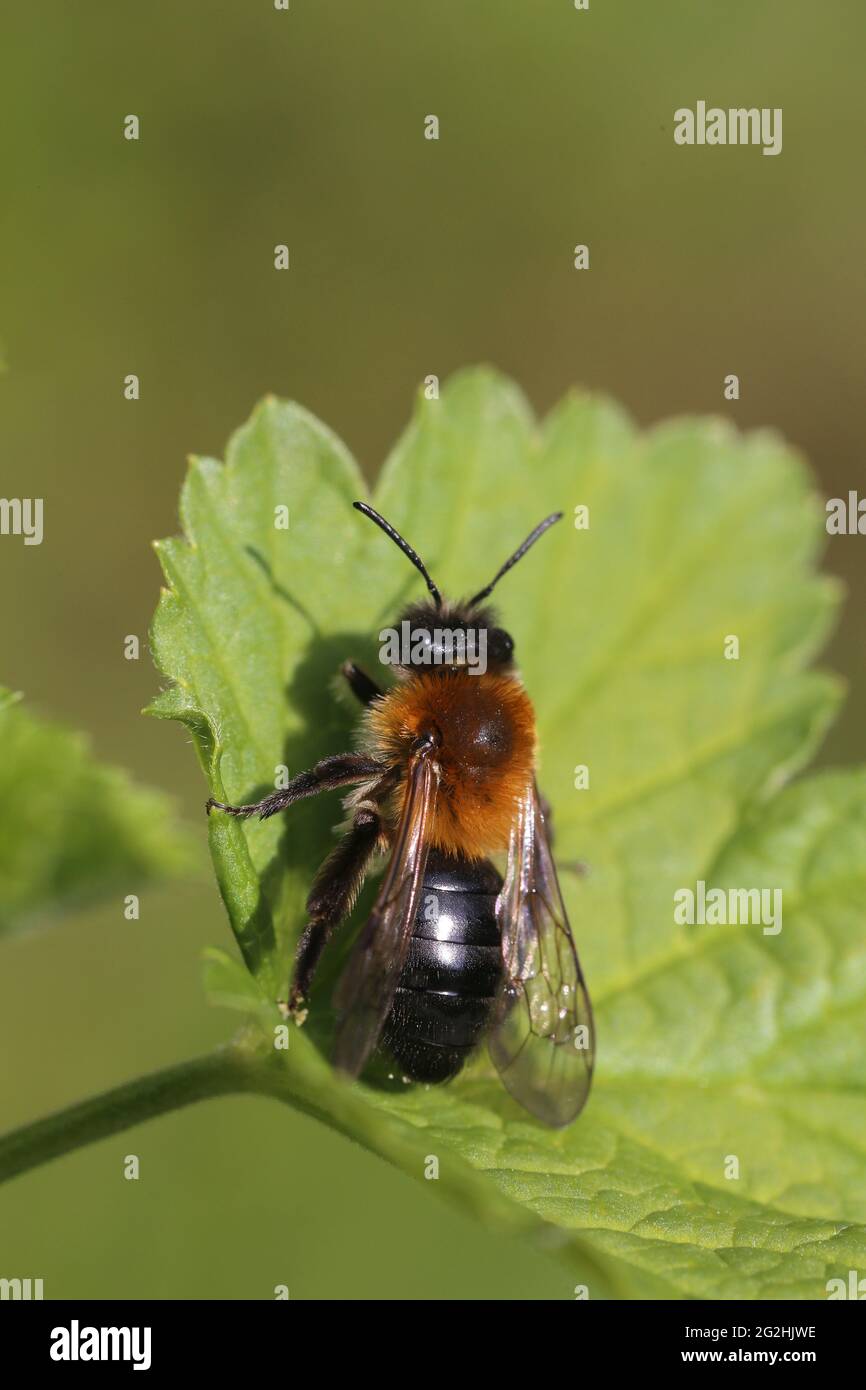 Female of the downy sand bee (Andrena nitida) sunbathing on a currant ...