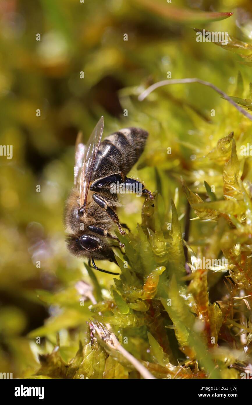 Insect drinks hi-res stock photography and images - Alamy