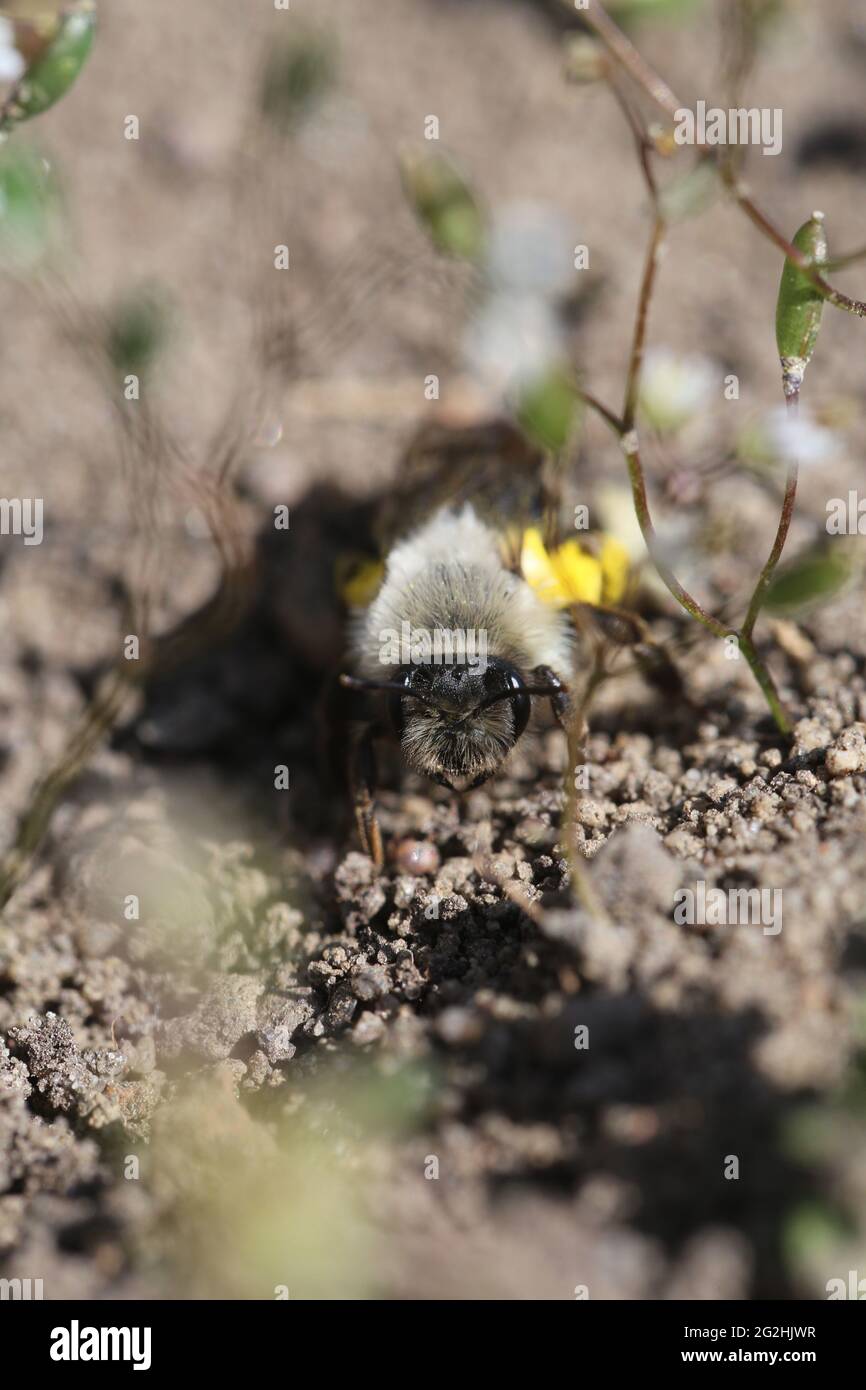 Female of the willow sand bee (Andrena vaga Stock Photo - Alamy