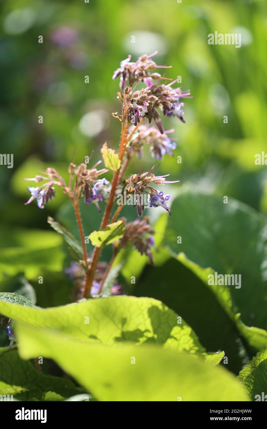 Abraham and isaac hi-res stock photography and images - Alamy