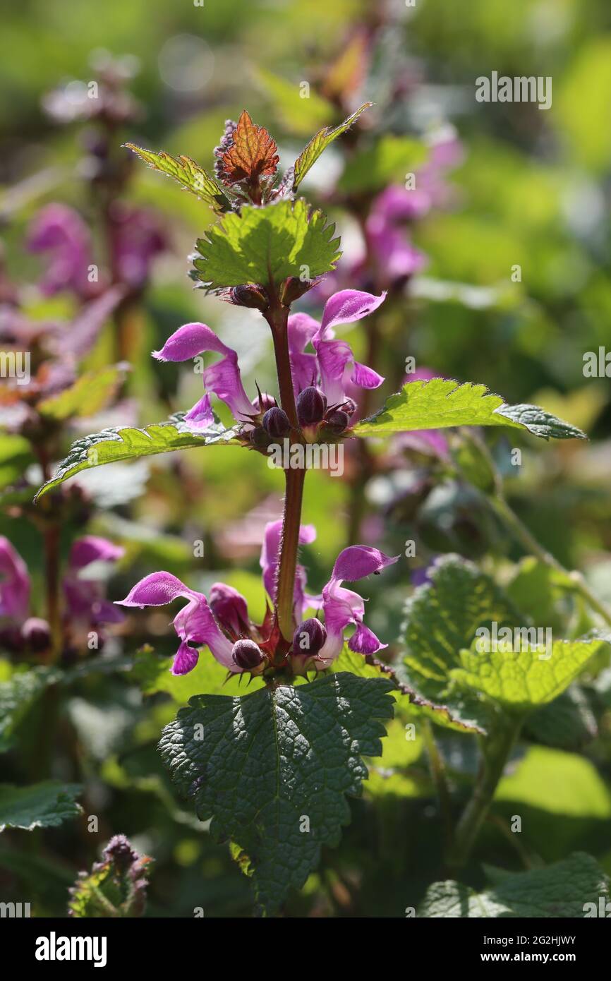 Flower of the spotted dead nettle (Lamium maculatum Stock Photo - Alamy